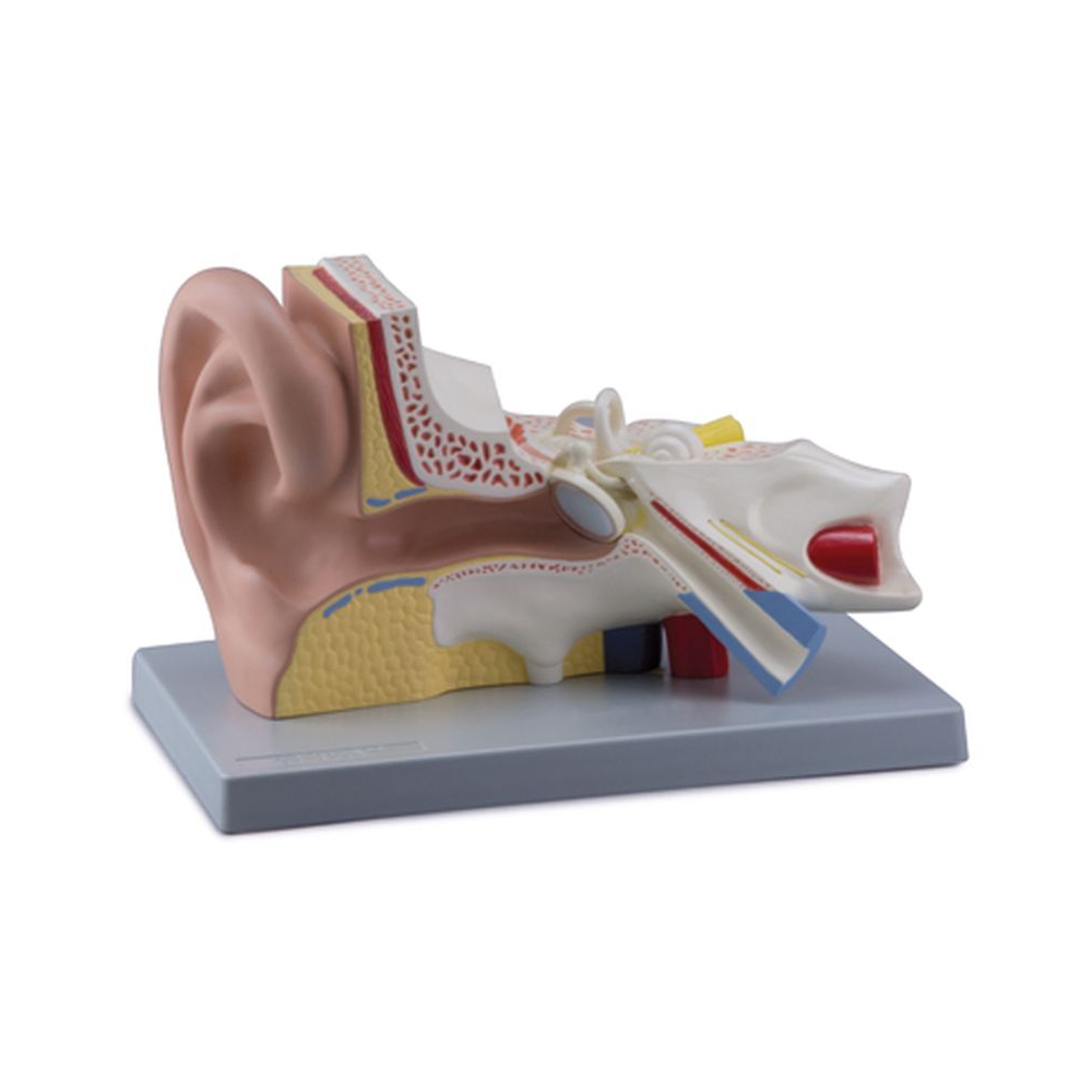 Expansion Anatomy Model of Ear Dissection (External, Middle & Internal