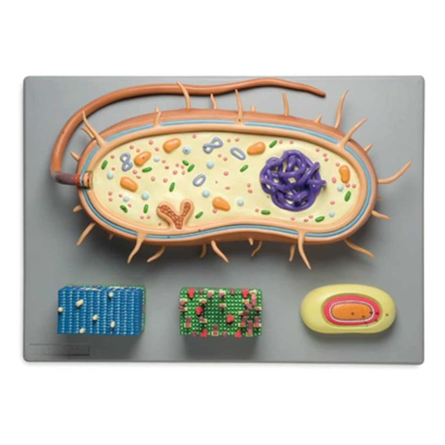 Prokaryotic Cell Model 3d Replying To @Miguel’s Wife (confirmed)