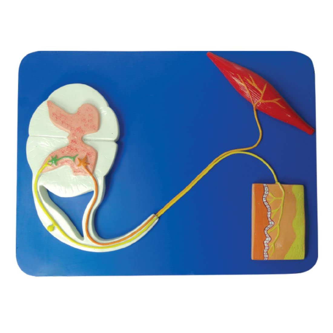 Reflex Arc Anatomy Model with Base & Instruction Manual, Showcases 22