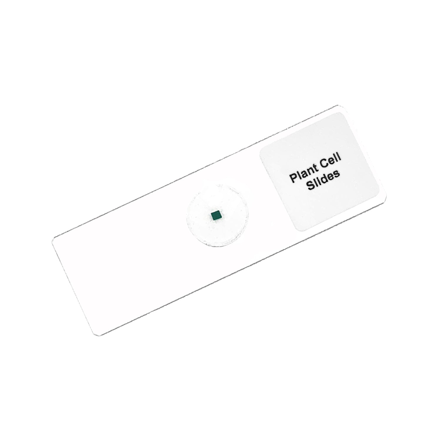 Plant Cell Microscope Slide 6422