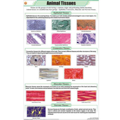 Animal Connective Tissue Buy STZ04 | TeachingNest Animal Tissues Chart