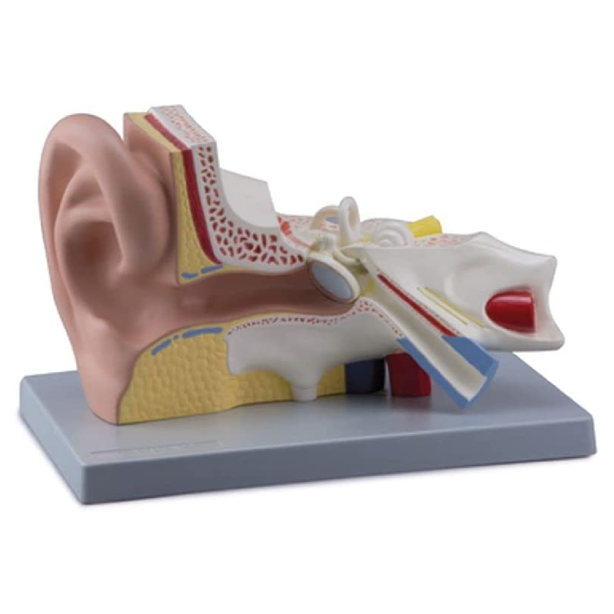 5x Human Ear Anatomy Model