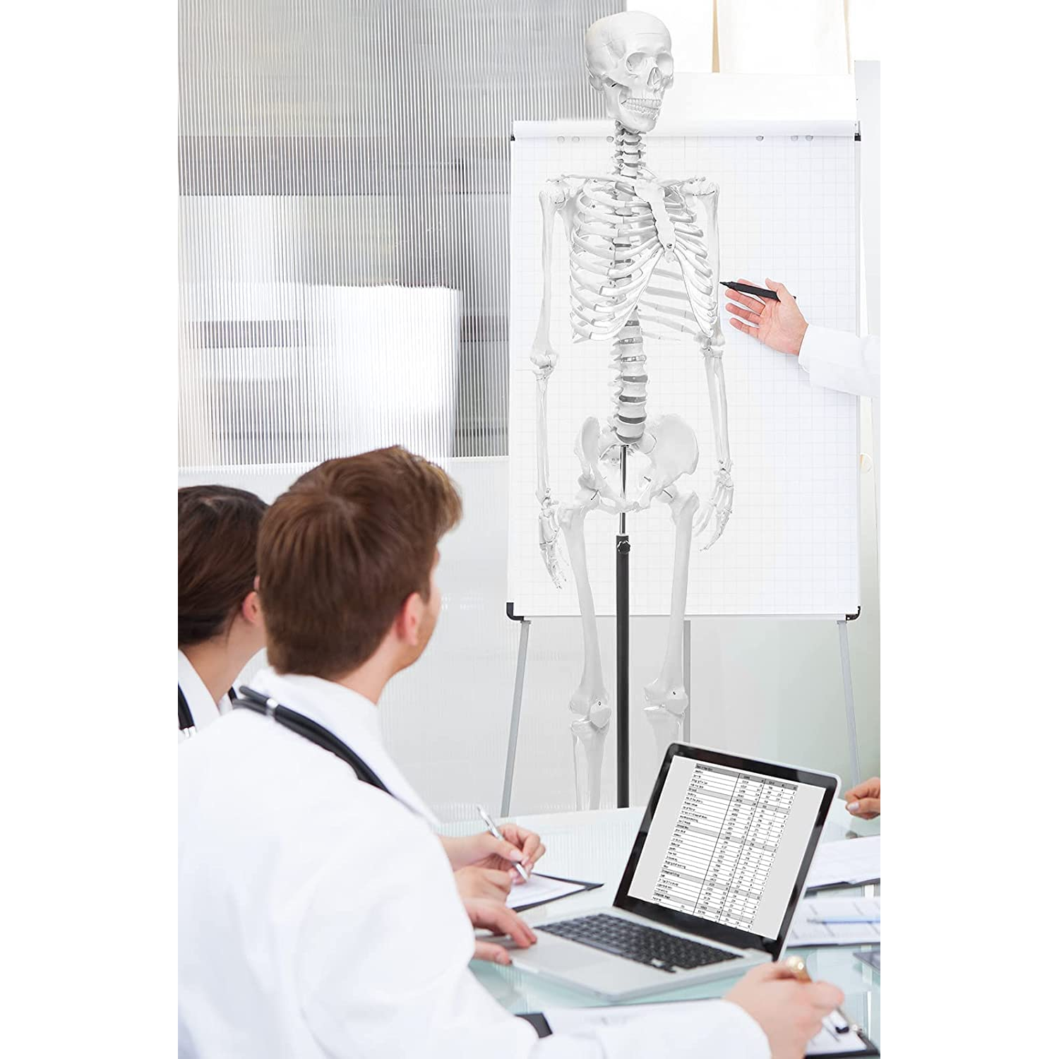 175cm Full Life Size Skeleton Anatomy Model