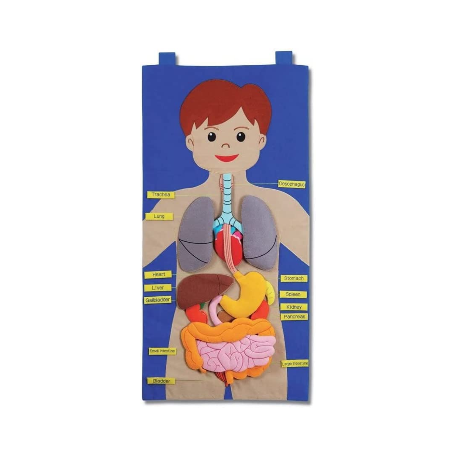 My Body Felt Chart Human Anatomy