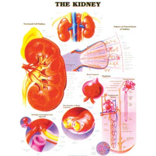 Kidneys Diagram For Kids